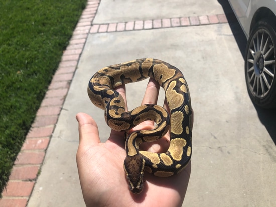 DH Lightning Pied Ball Python by Big Baller Balls
