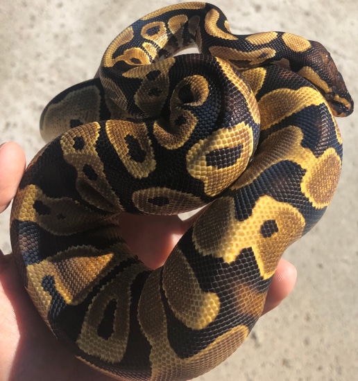 Fire Pos Het Ghost Ball Python by Big Baller Balls - MorphMarket