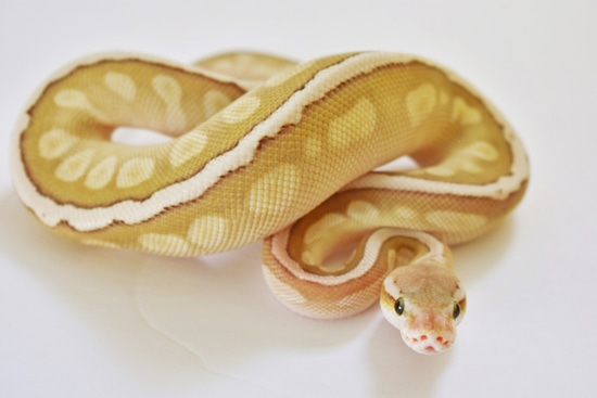 GHI Soul Sucker Pastel Yellowbelly Ball Python by Comer's Constrictors