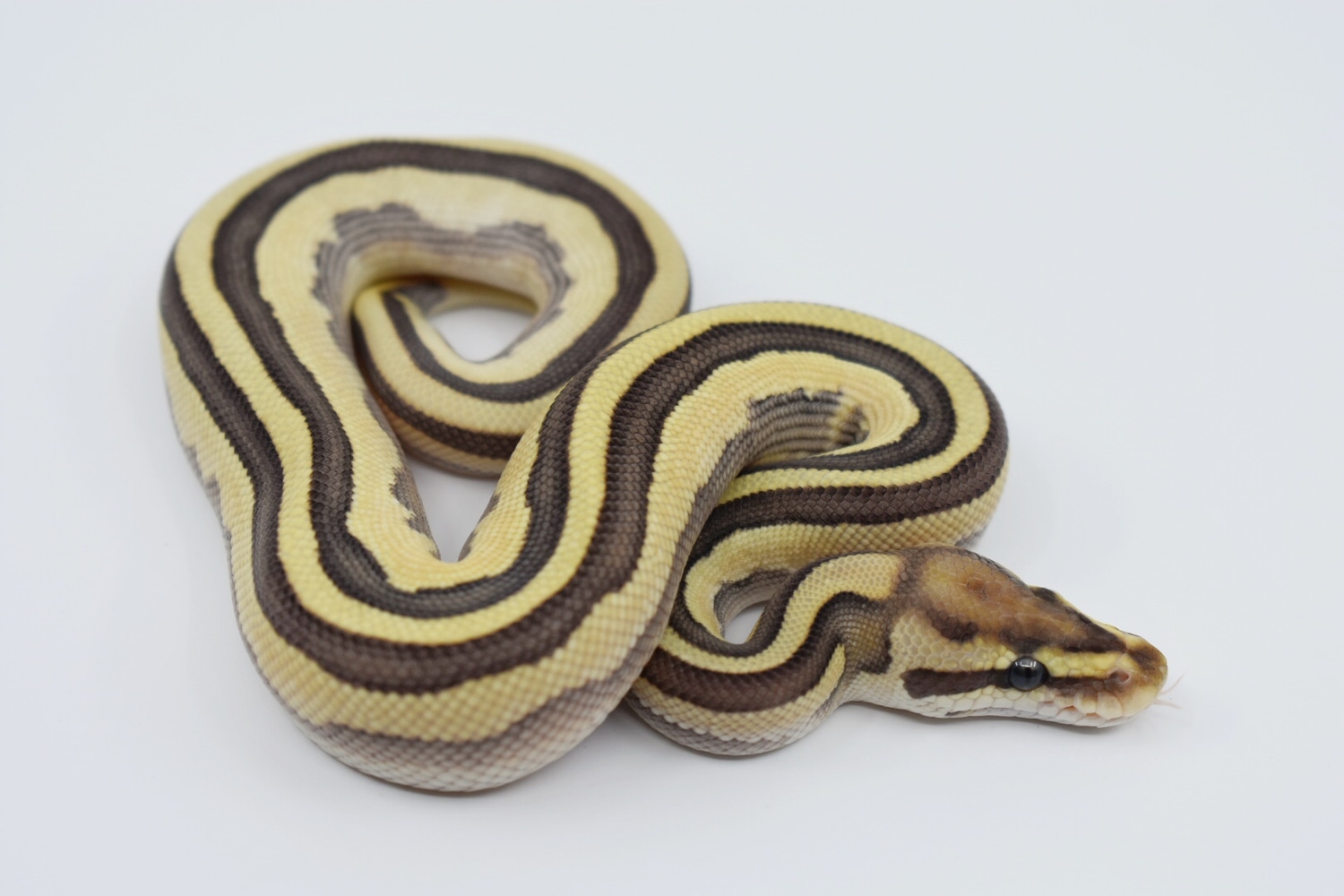 Orange Dream Leopard Lesser Fire (Calico?) 50% Poss Het Clown Ball ...