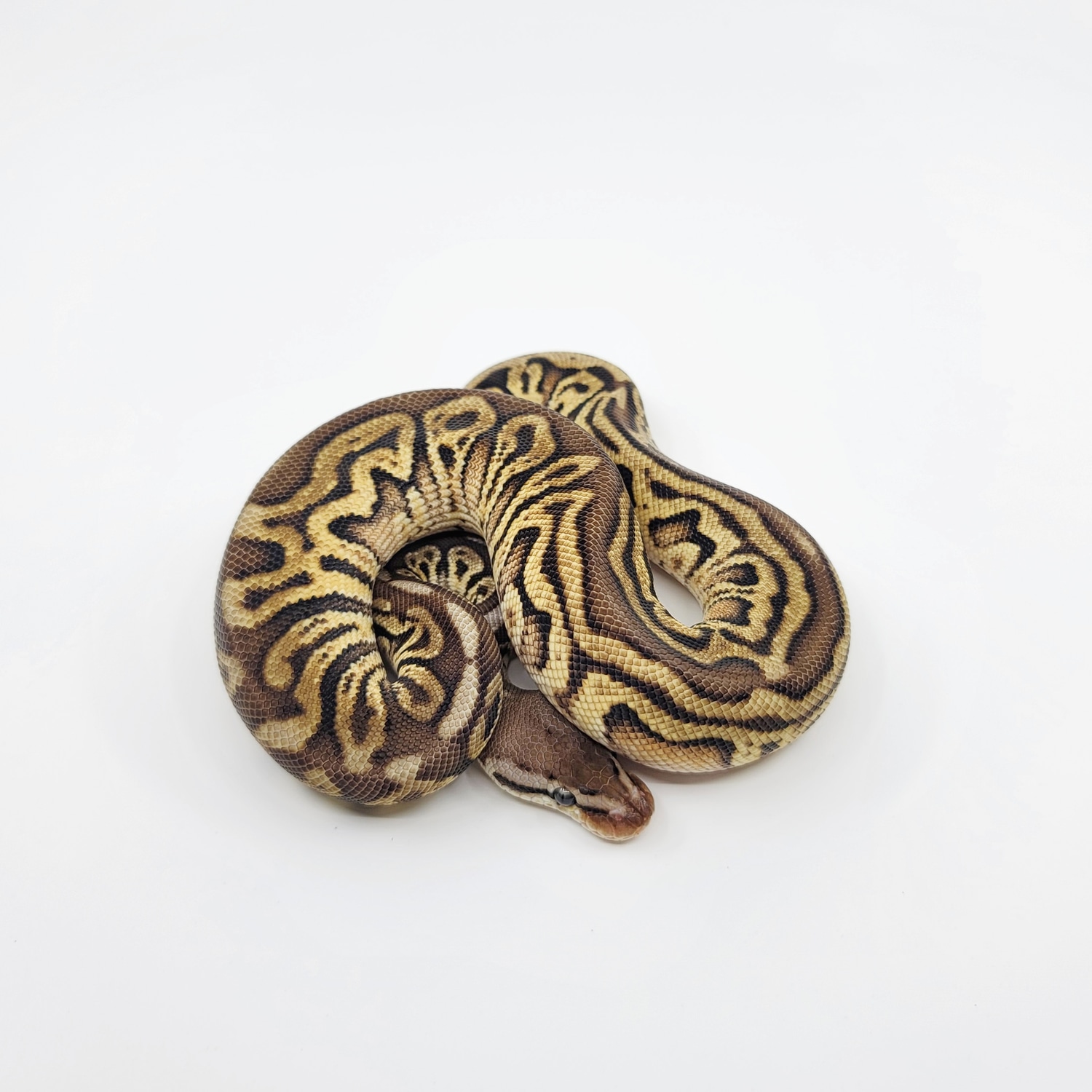 HGW Leopard Firefly 50% Het Clown Ball Python by Comer's Constrictors ...