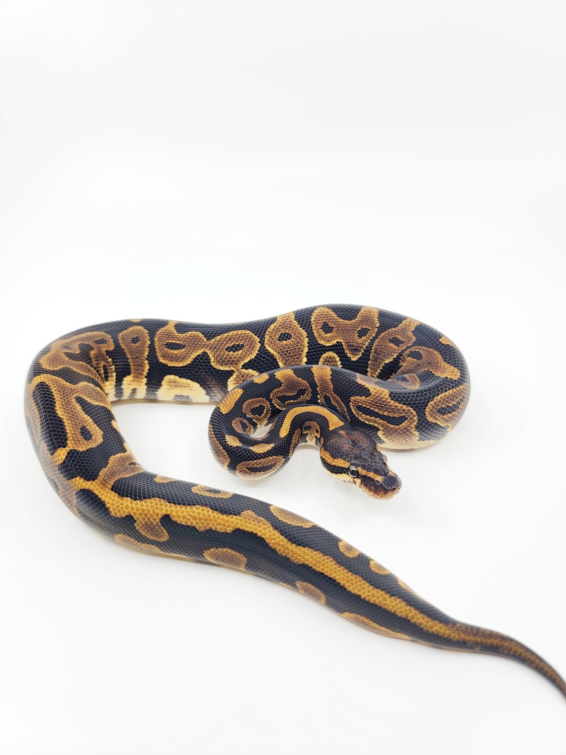 Leopard 66% Het Clown Ball Python by Comer's Constrictors - MorphMarket