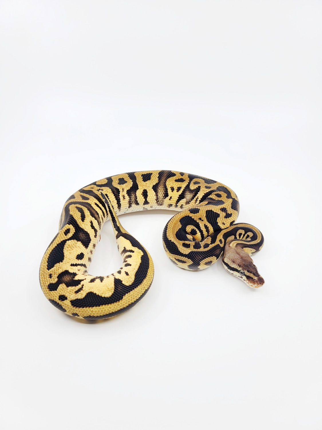 Orange Dream Pastel Leopard 66% Het Clown Ball Python by Comer's ...