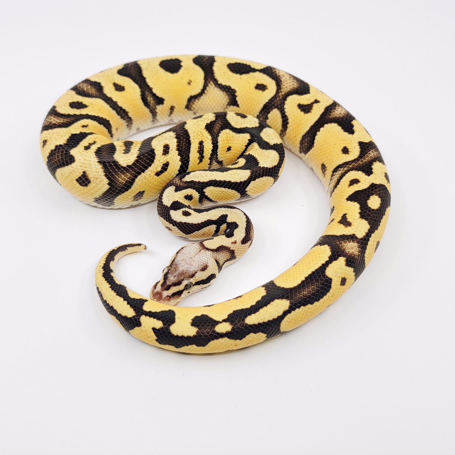 Orange Dream Firefly 50% Het Clown Ball Python by Comer's Constrictors ...