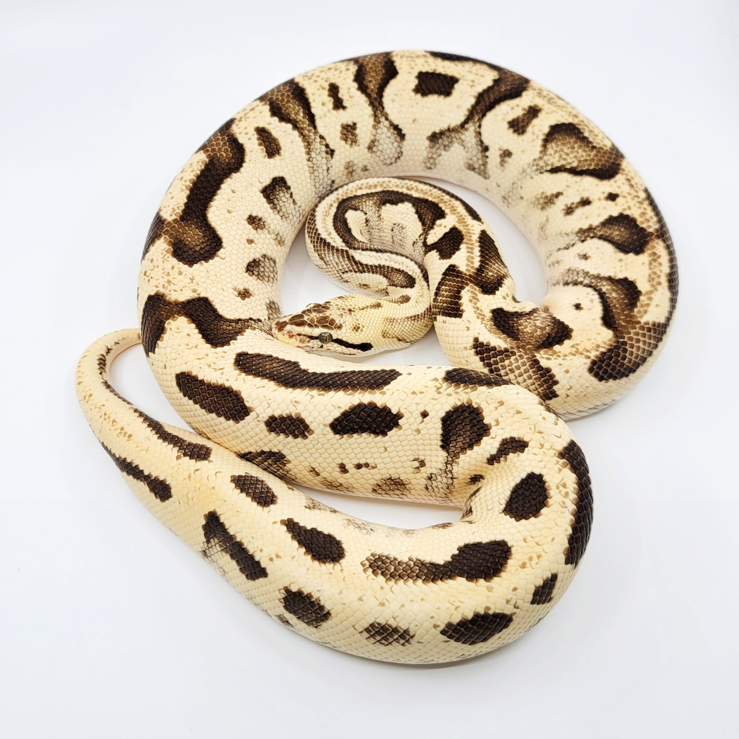 Orange Dream Leopard Firefly Het Clown Ball Python by Comer's ...