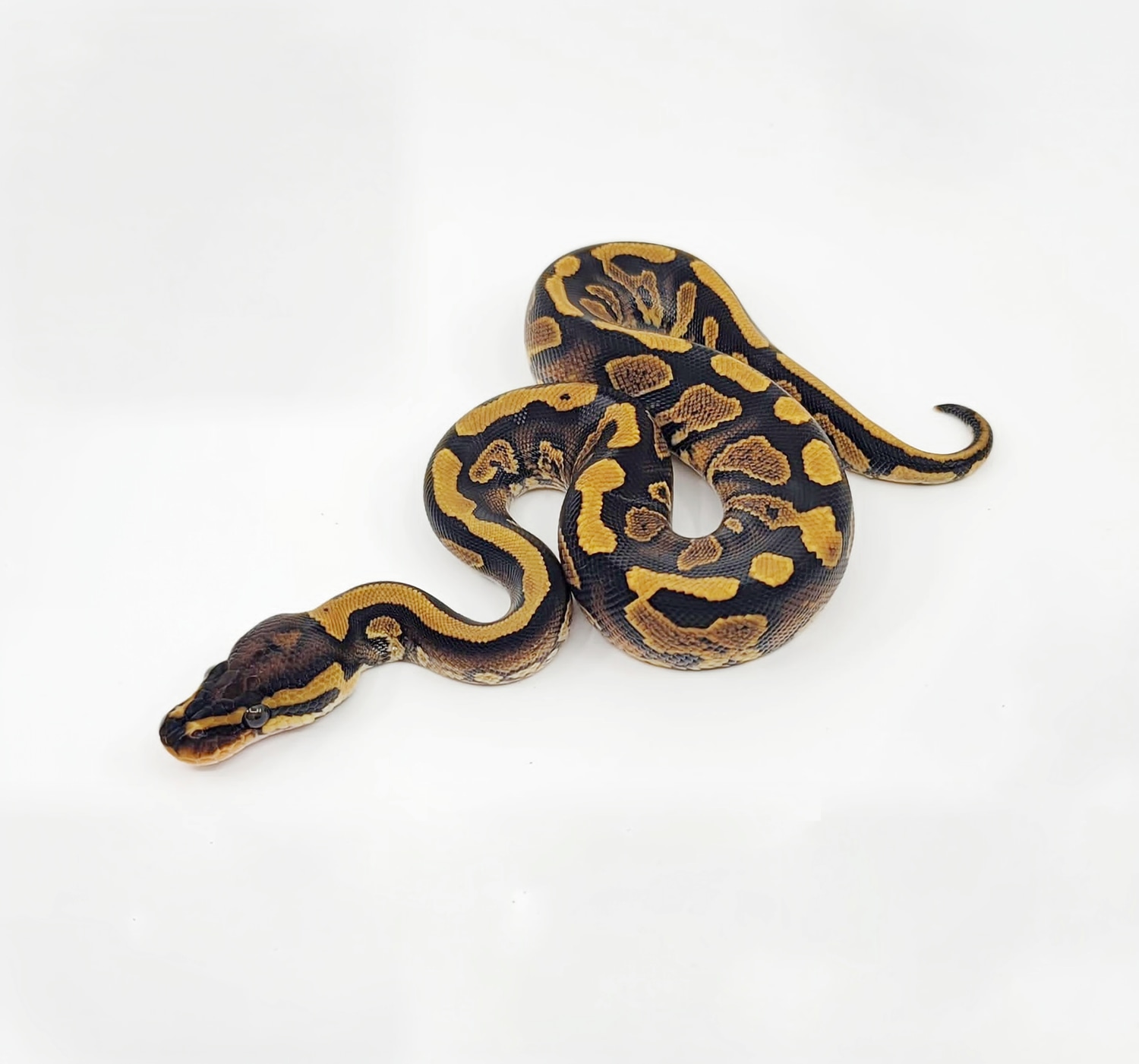 YB Lace Dbl Het Clown Pied Ball Python by Comer's Constrictors ...