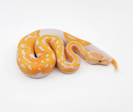 Bongo Spotnose 66% Het Clown Ball Python by Comer's Constrictors ...