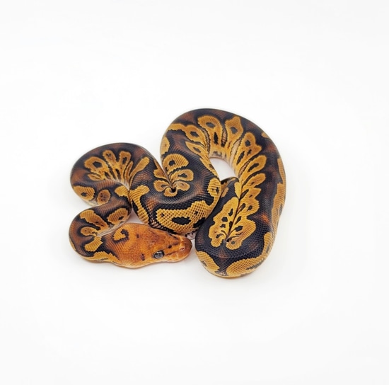 Lace Clown Ball Python by Comer's Constrictors