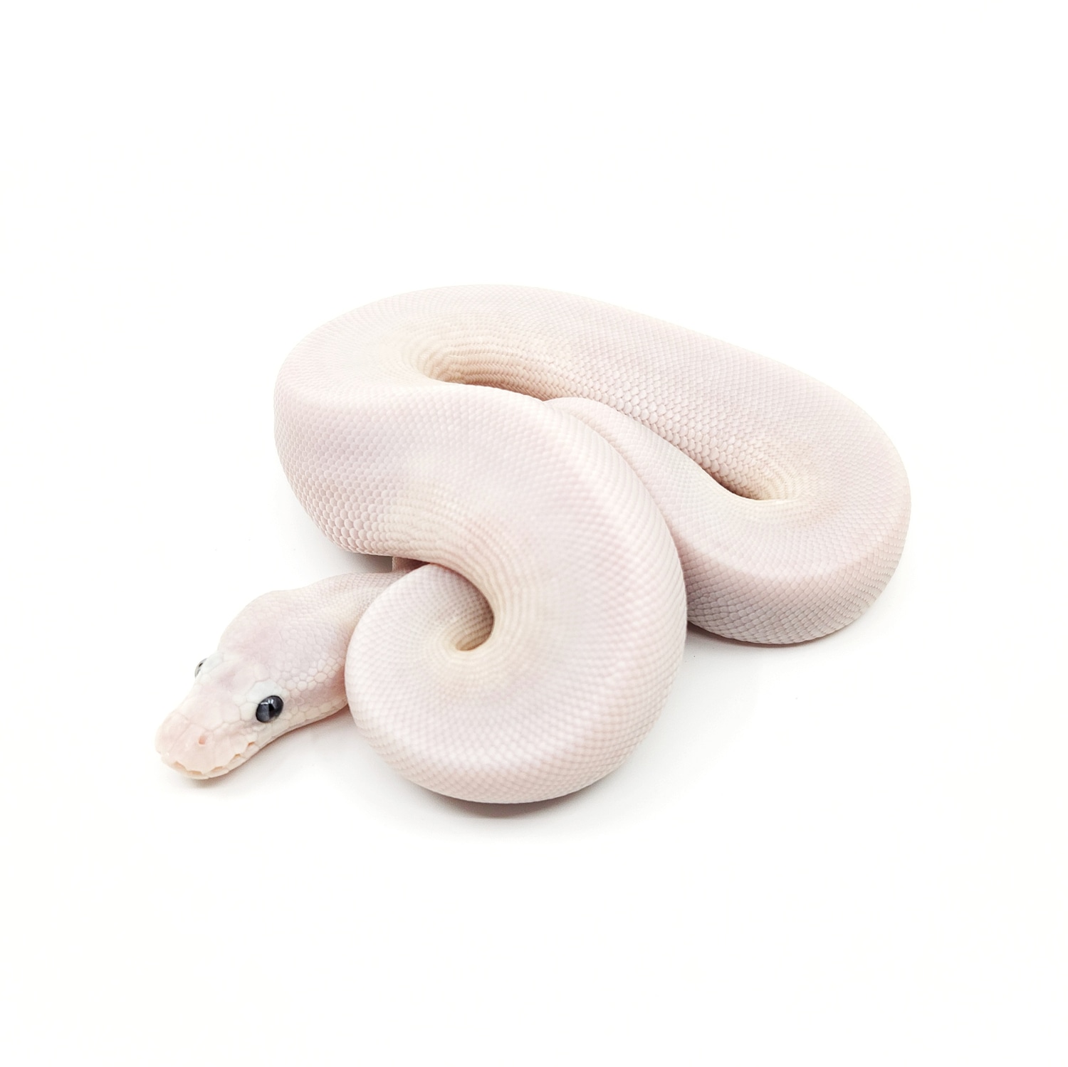 BEL Pastel Pinstripe (Poss Super GHI, Super Pastel) Ball Python by ...