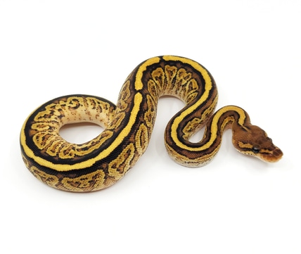 Bongo Fire Clown Ball Python by Comer's Constrictors - MorphMarket