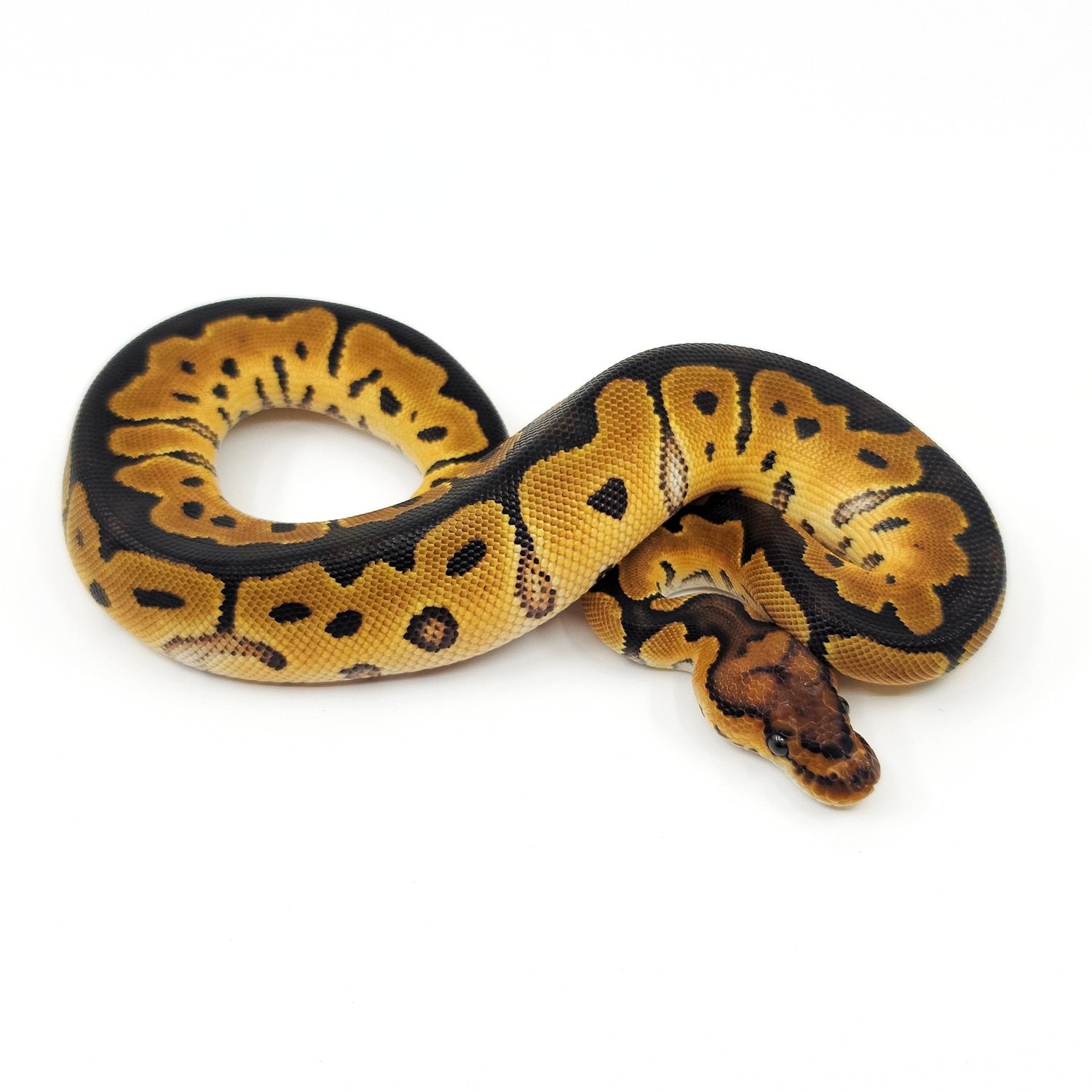 Clown Ball Python by Comer's Constrictors - MorphMarket