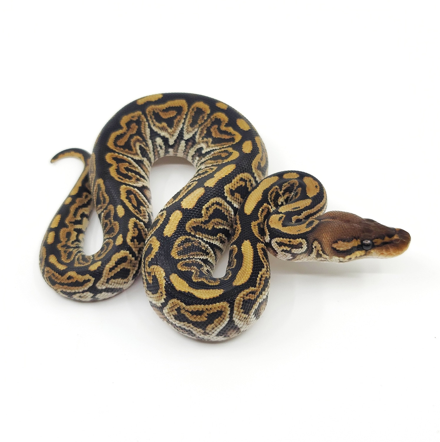Bongo Spotnose 66% Het Clown Ball Python by Comer's Constrictors ...