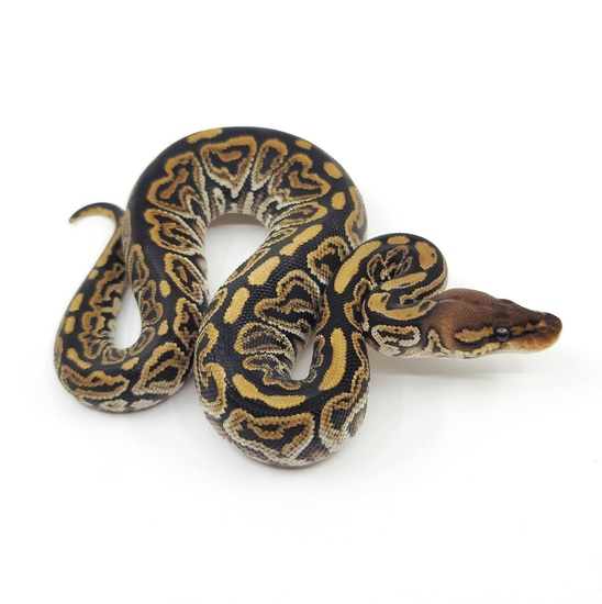 Bongo Spotnose 66% Het Clown Ball Python by Comer's Constrictors