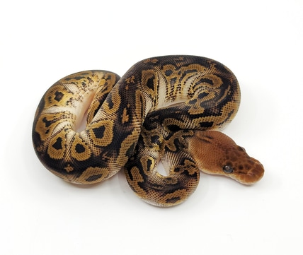 Bongo Spotnose 66% Het Clown Ball Python by Comer's Constrictors ...