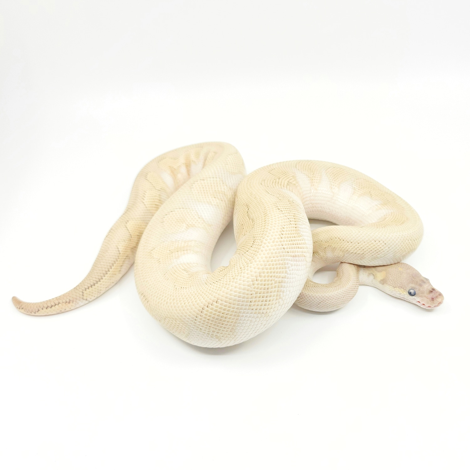Super Phantom Clown Ball Python by Comer's Constrictors - MorphMarket
