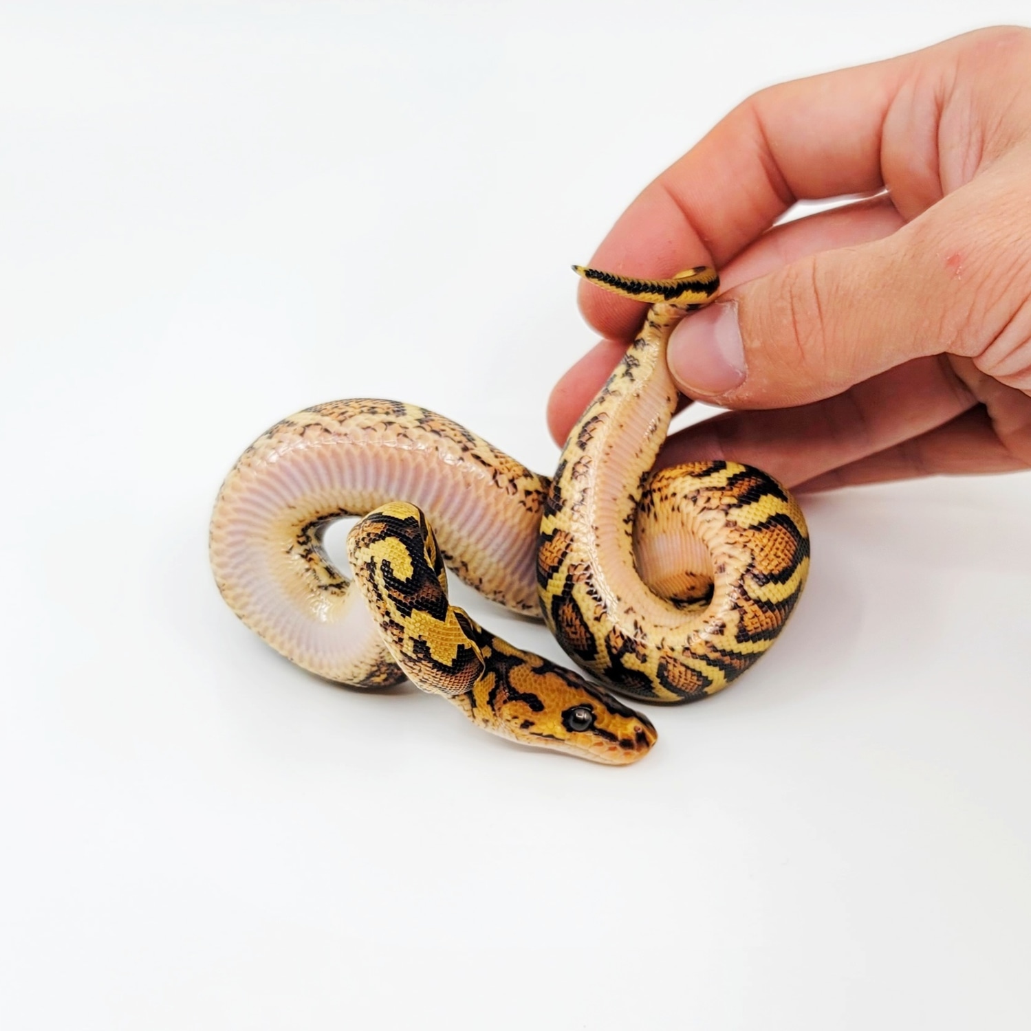 Lace Spotnose Yellowbelly Clown Ball Python by Comer's Constrictors ...