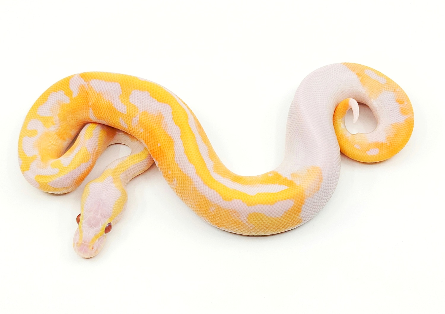 Pastel Dreamsicle Ball Python by Comer's Constrictors - MorphMarket