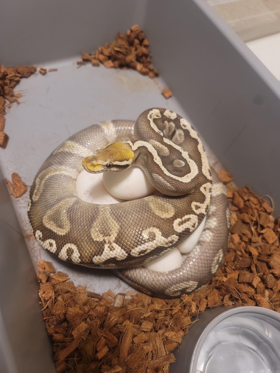 GHI Pastave Ball Python by Comer's Constrictors - MorphMarket