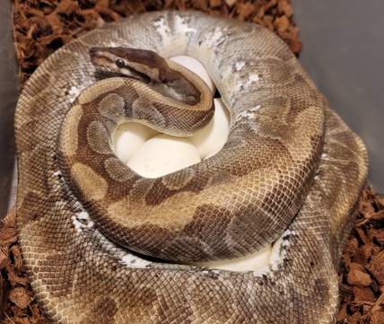 Orange Dream Fire 66% Het Clown Ball Python by Comer's Constrictors ...