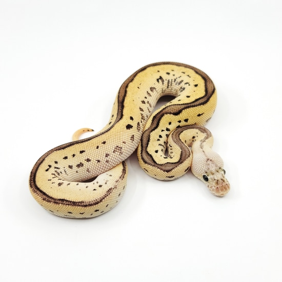 Orange Dream Leopard Firefly Clown Ball Python by Comer's Constrictors