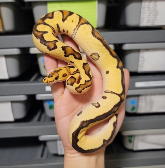 Orange Dream Fire Clown Ball Python by Comer's Constrictors