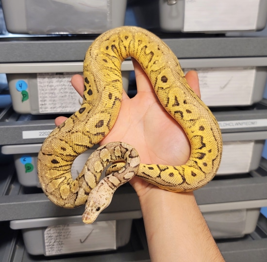 Lace Spotnose Pastel Yellowbelly Clown Ball Python by Comer's Constrictors