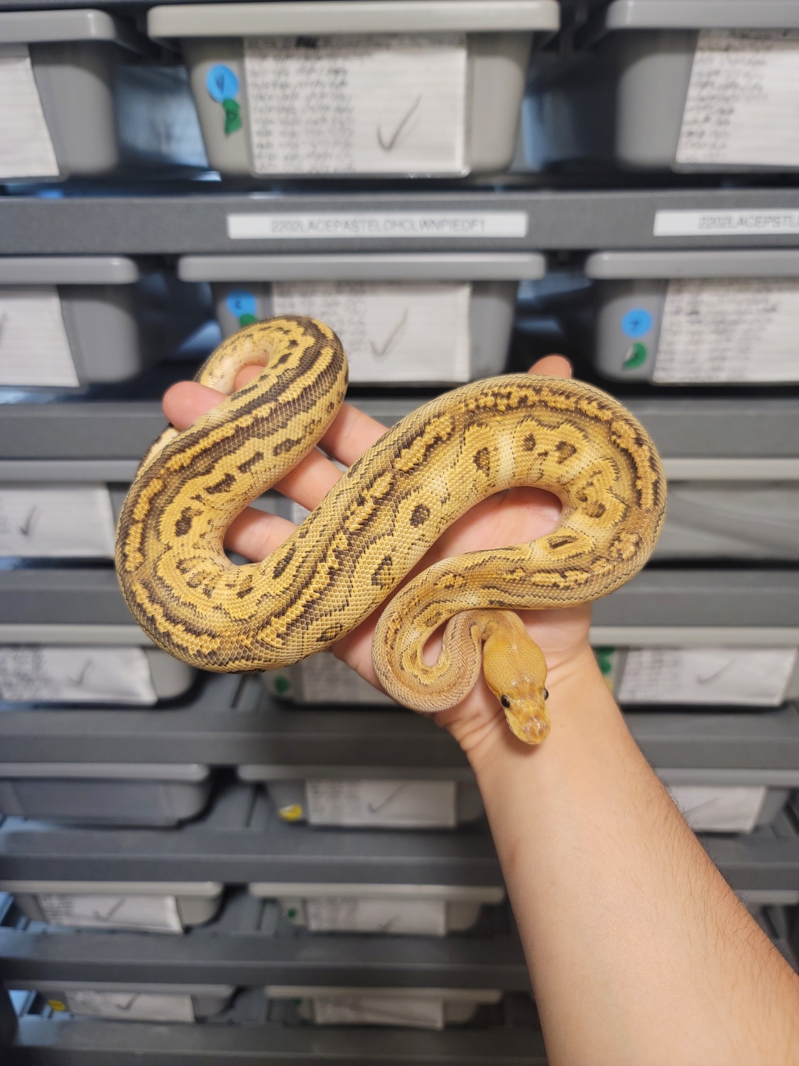 Bongo Fire Clown Ball Python by Comer's Constrictors - MorphMarket