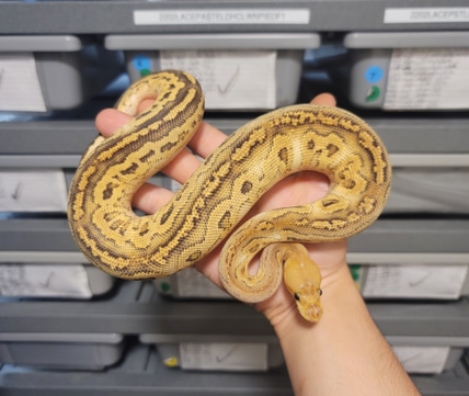 Bongo Spotnose 66% Het Clown Ball Python by Comer's Constrictors ...
