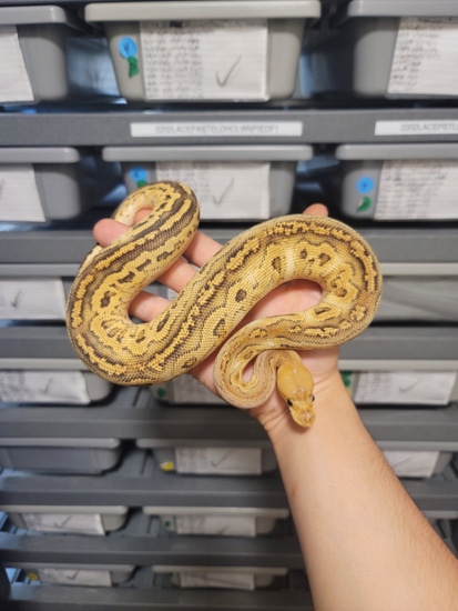 Bongo Fire Clown Ball Python by Comer's Constrictors