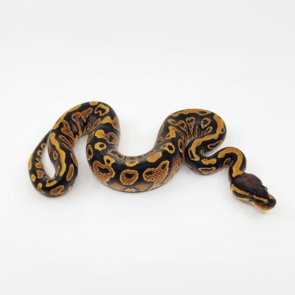 Bongo Fire Clown Ball Python by Comer's Constrictors - MorphMarket