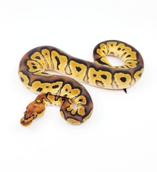 Lace Clown Ball Python by Comer's Constrictors