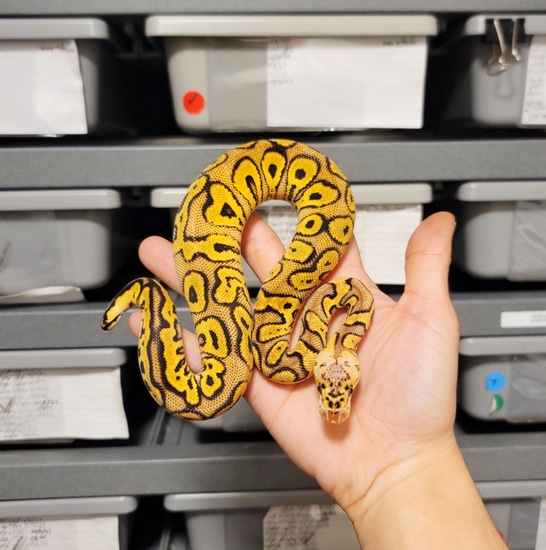 Pastel YB Lace Clown Ball Python by Comer's Constrictors