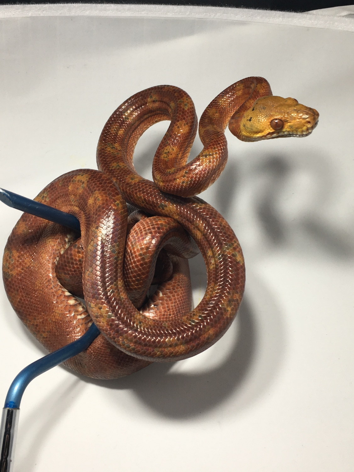 CB Red ATB Amazon Tree Boa by Hudson River Reptiles - MorphMarket