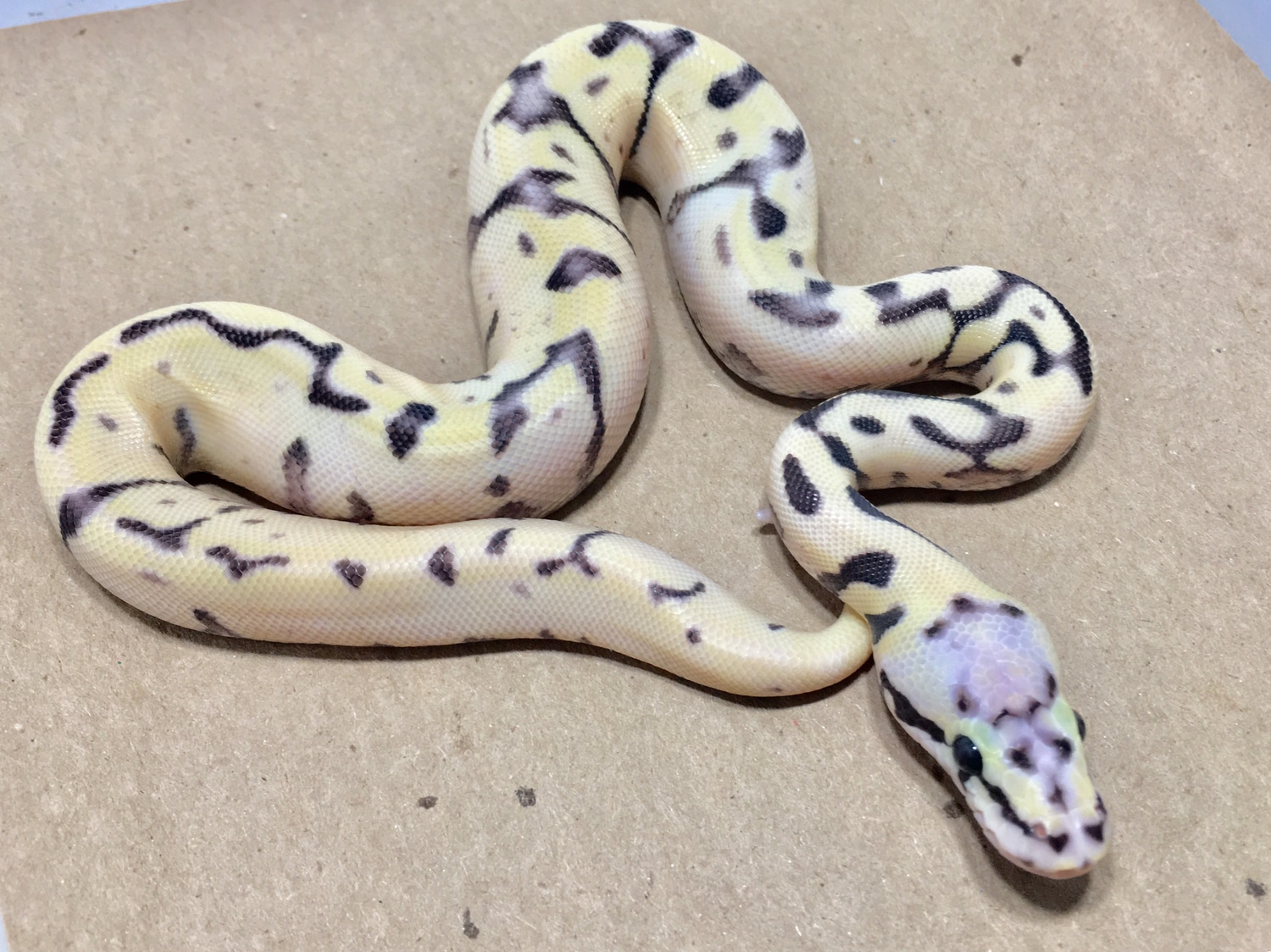 Super Enchi Bee Lucifer Orange Dream Yellow Belly Fader Ball Python by ...