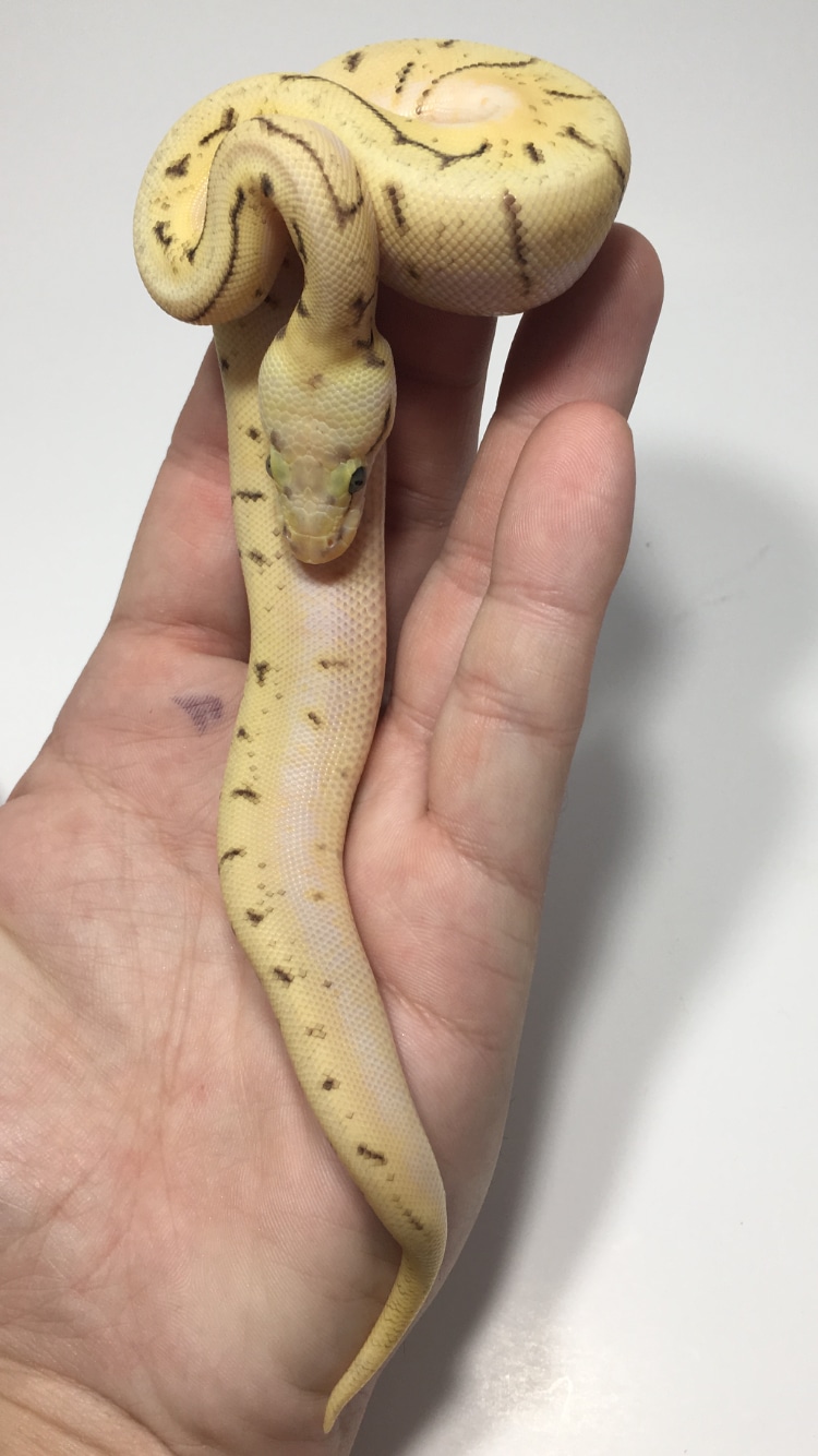Spinner Pastel Enchi Ball Python by Hudson River Reptiles - MorphMarket