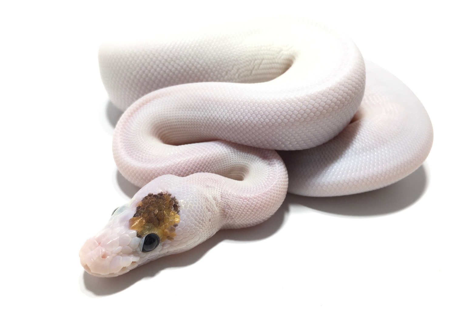 Spider Pied Ball Python by Hudson River Reptiles - MorphMarket