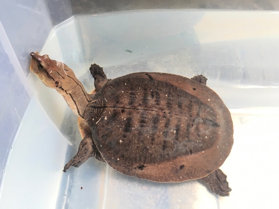RARE! Cycloderma Aubryi Pond Turtle by Hudson River Reptiles