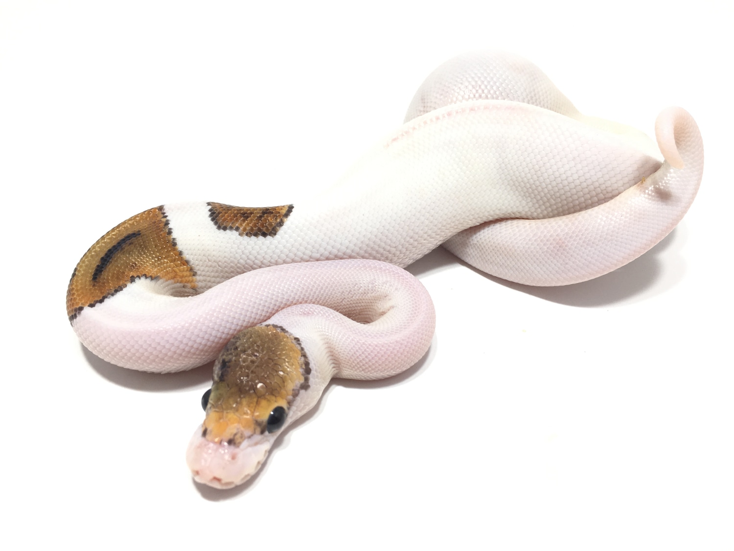 Pinto Pied Ball Python by Hudson River Reptiles - MorphMarket