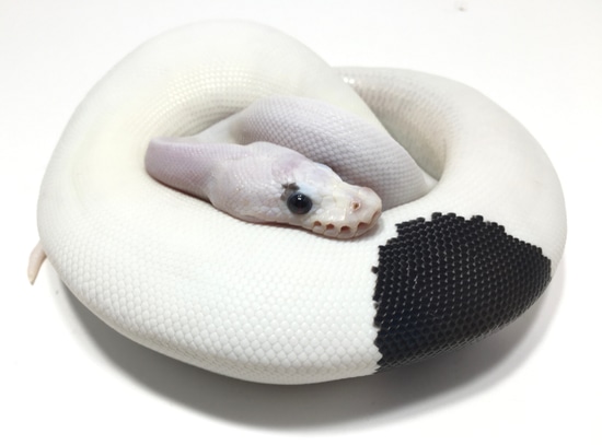 Panda Pied Ball Python by Hudson River Reptiles