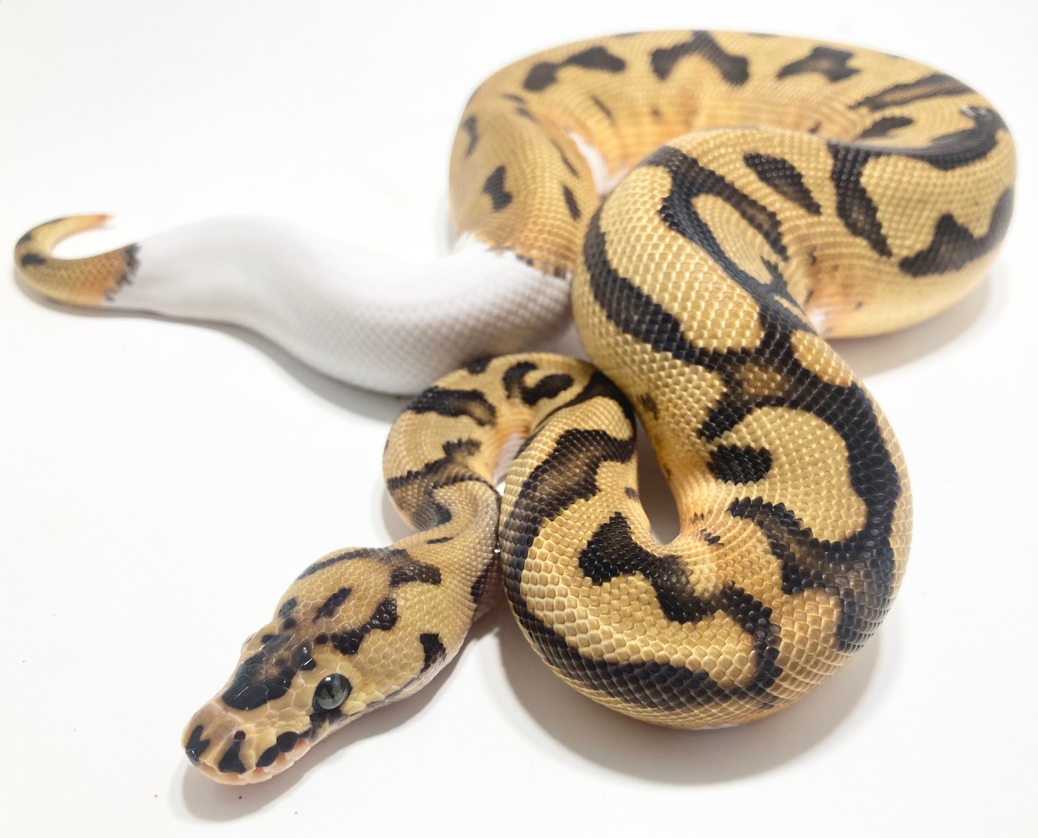 Clown Pied Ball Python by Hudson River Reptiles - MorphMarket