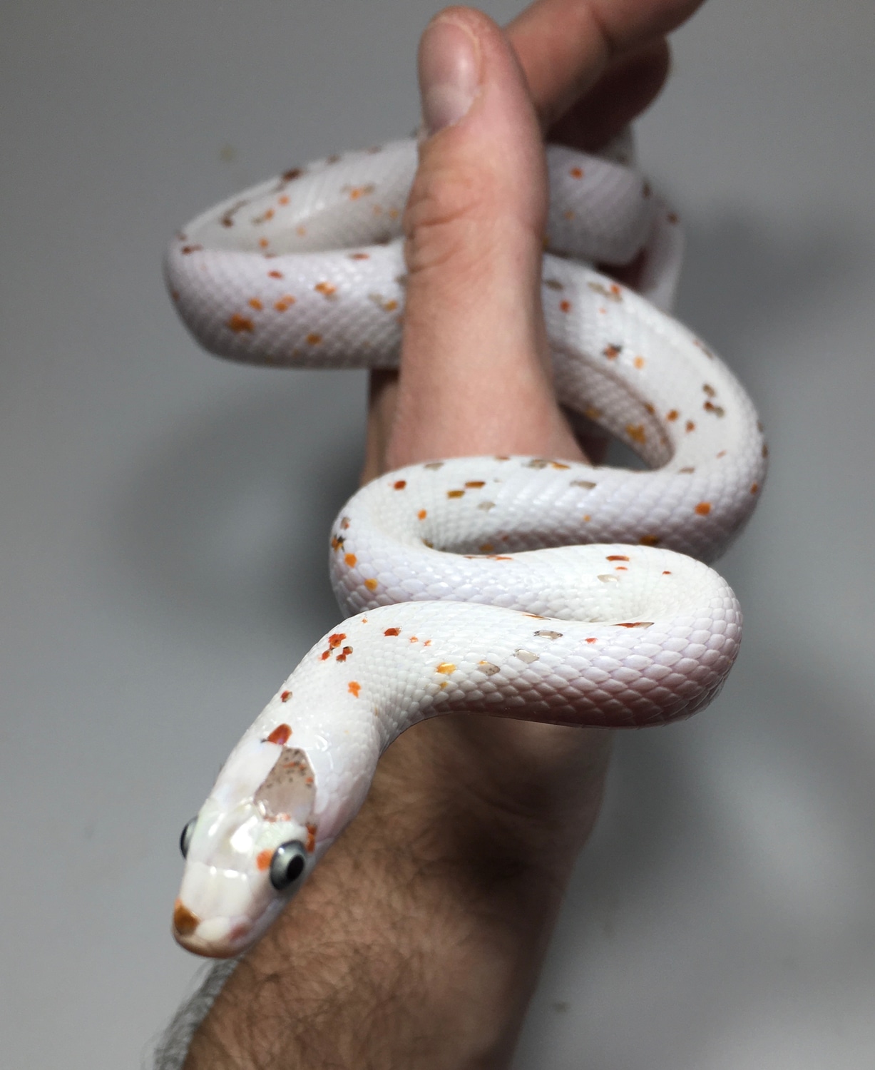 PROVEN Palmetto Corn Snake by Hudson River Reptiles - MorphMarket