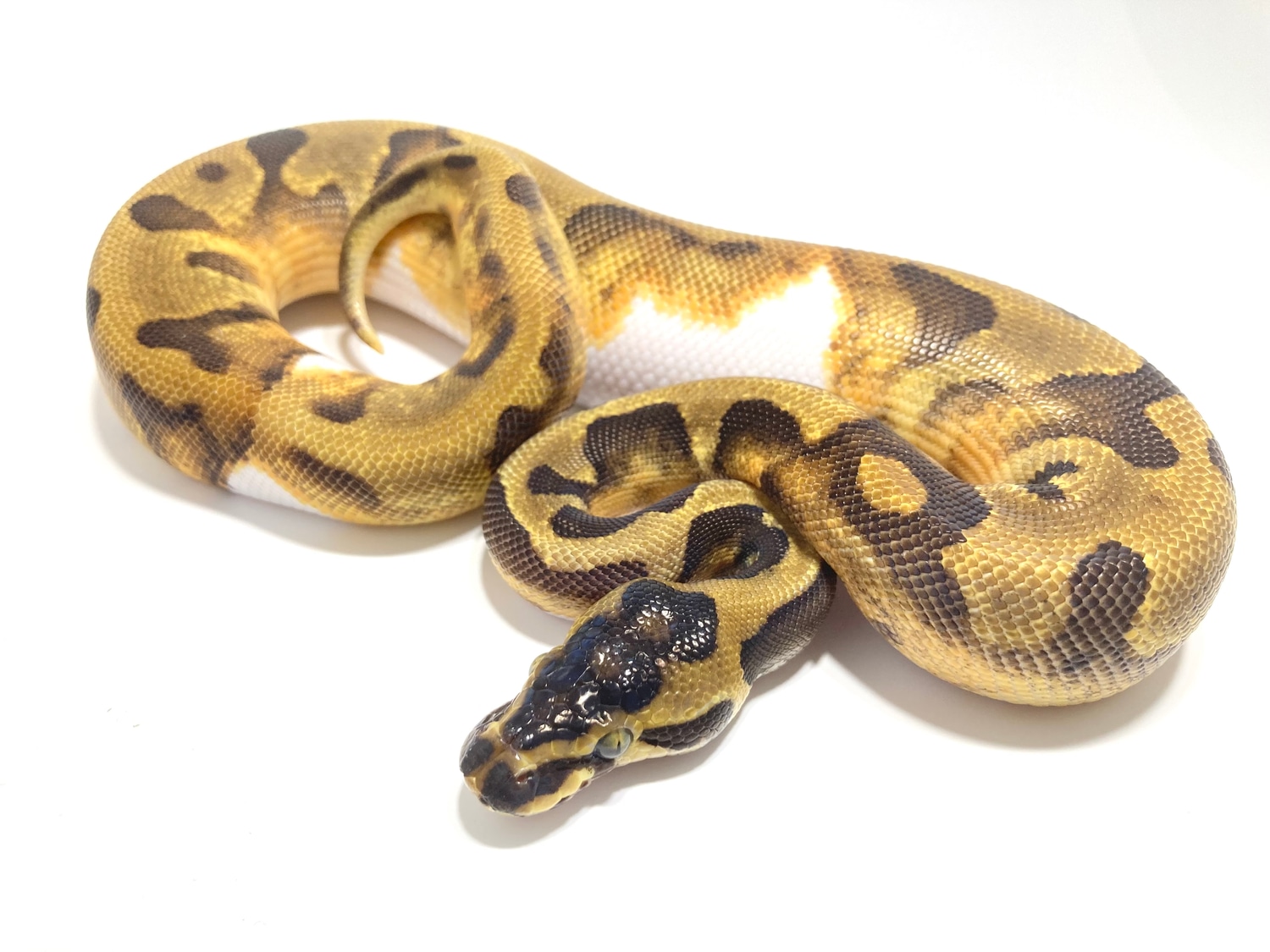 Super Enchi Pied Ball Python by Hudson River Reptiles - MorphMarket