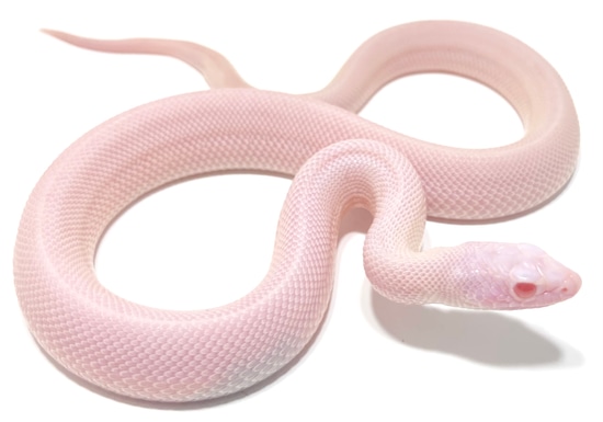 Blizzard Bull Bullsnake by Hudson River Reptiles