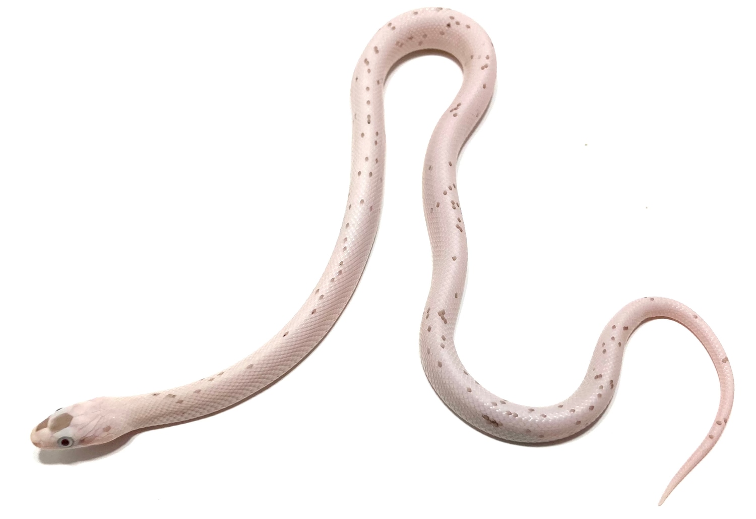 Anery Palmetto Corn Snake by Hudson River Reptiles - MorphMarket