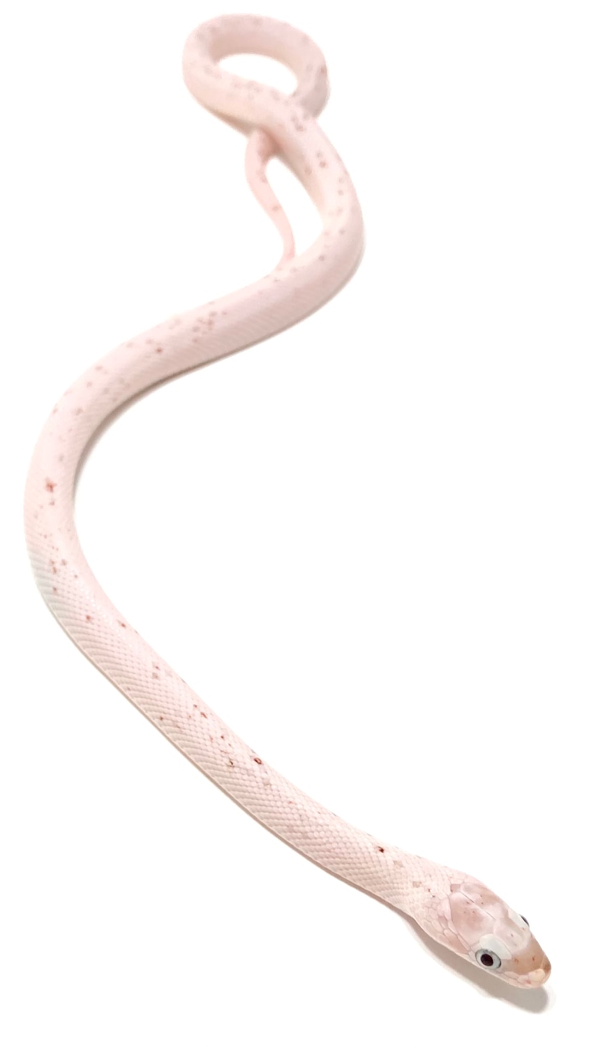 Palmetto Het Snow Corn Snake by Hudson River Reptiles - MorphMarket