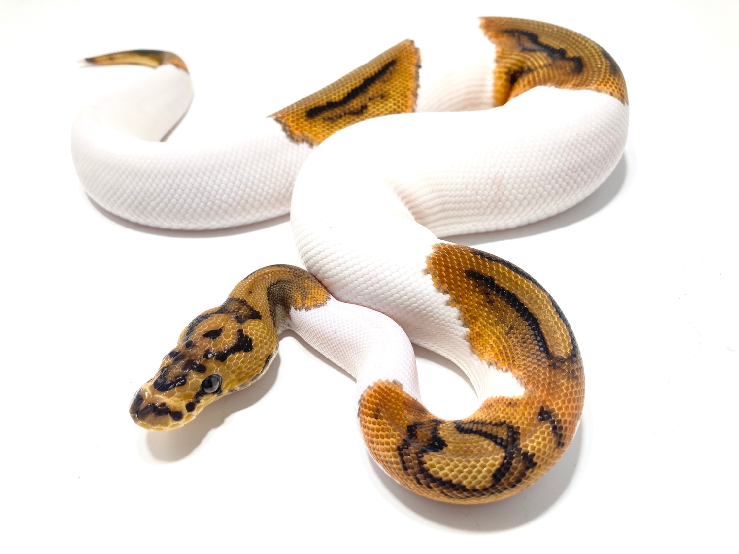 Clown Pied Ball Python by Hudson River Reptiles - MorphMarket