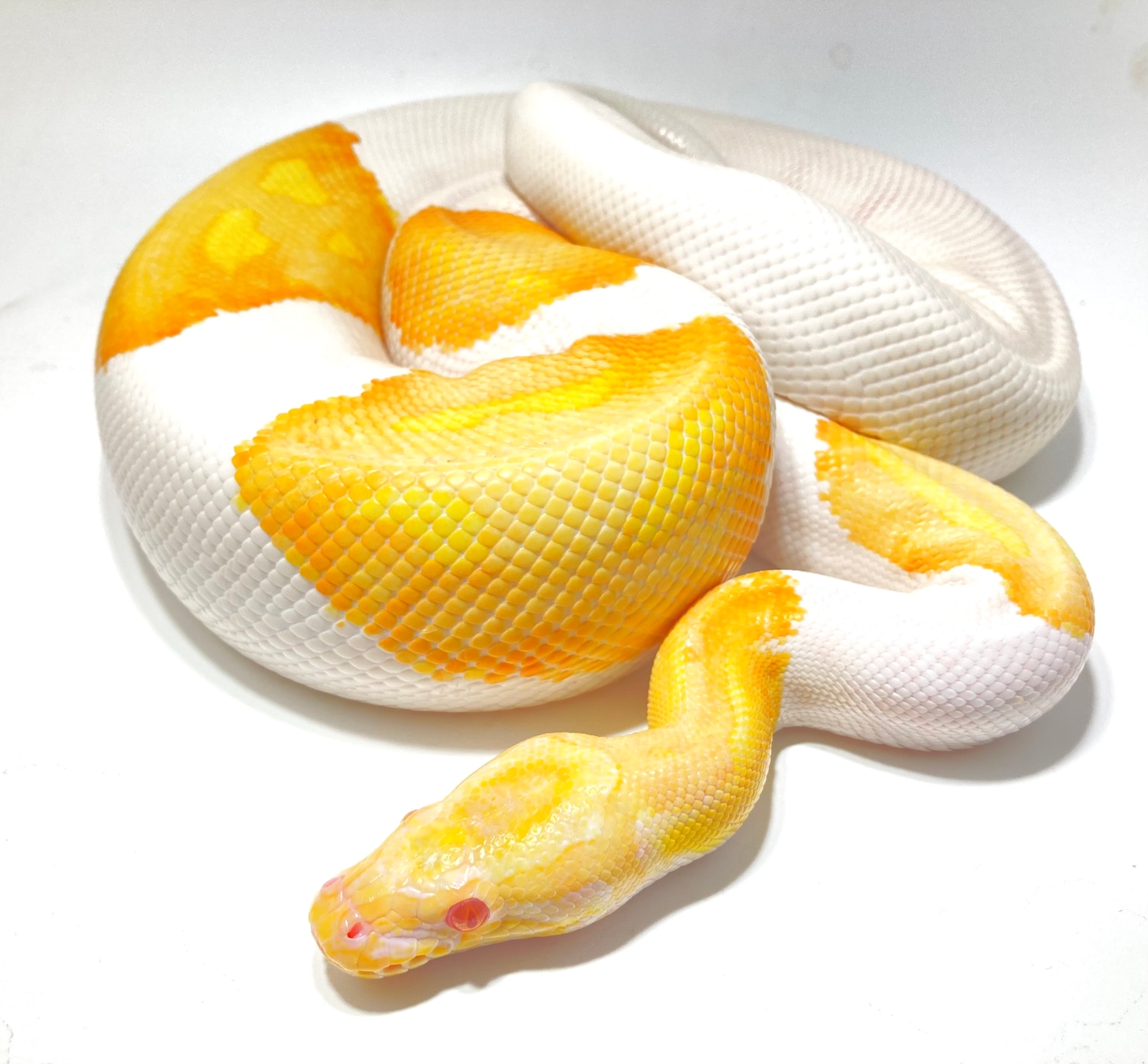 Yb Albino Pied Ball Python by Hudson River Reptiles - MorphMarket