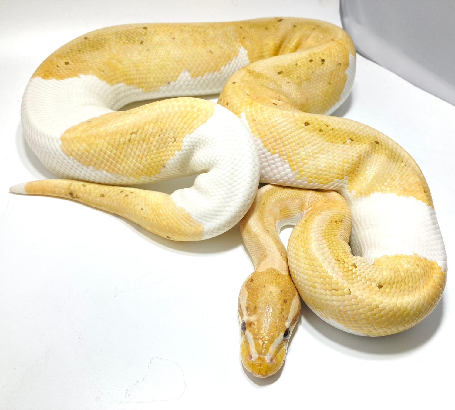 Proven Banana Pied Ball Python by Hudson River Reptiles - MorphMarket