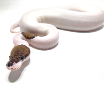 Clown Pied Ball Python by Hudson River Reptiles - MorphMarket