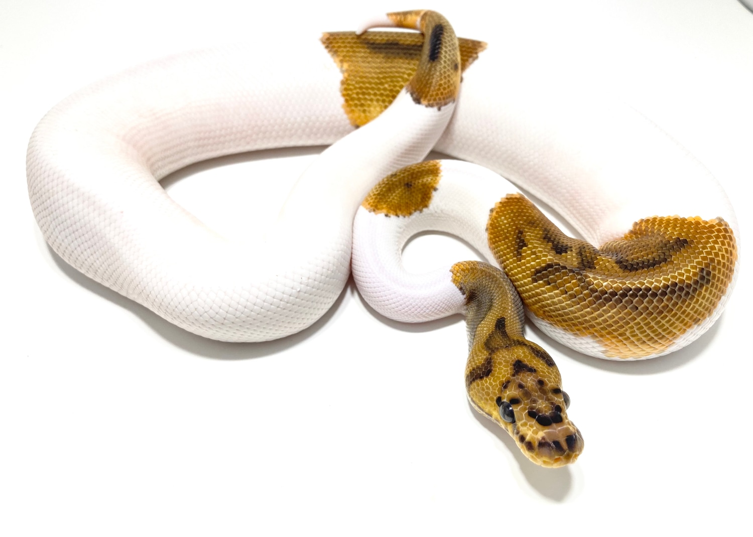 Clown Pied Ball Python by Hudson River Reptiles - MorphMarket